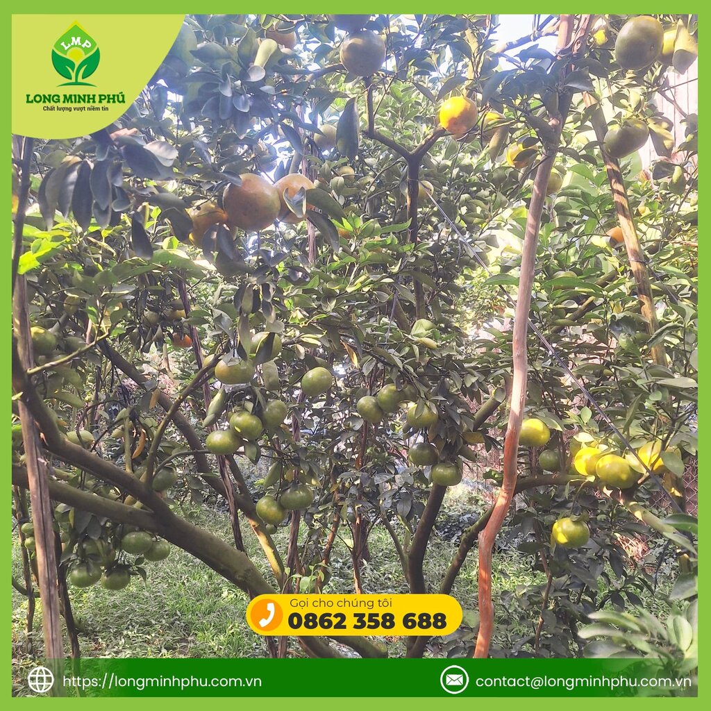 [GÓC PHẢN HỒI CỦA NHÀ NÔNG VỀ PHÂN BÓN LONG MINH PHÚ] - Công ty TNHH TM ...